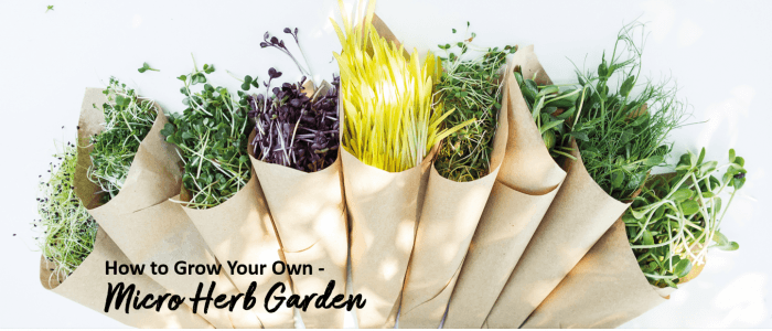How to Grow Your Own – Micro Herb Garden - Stir it up Magazine
