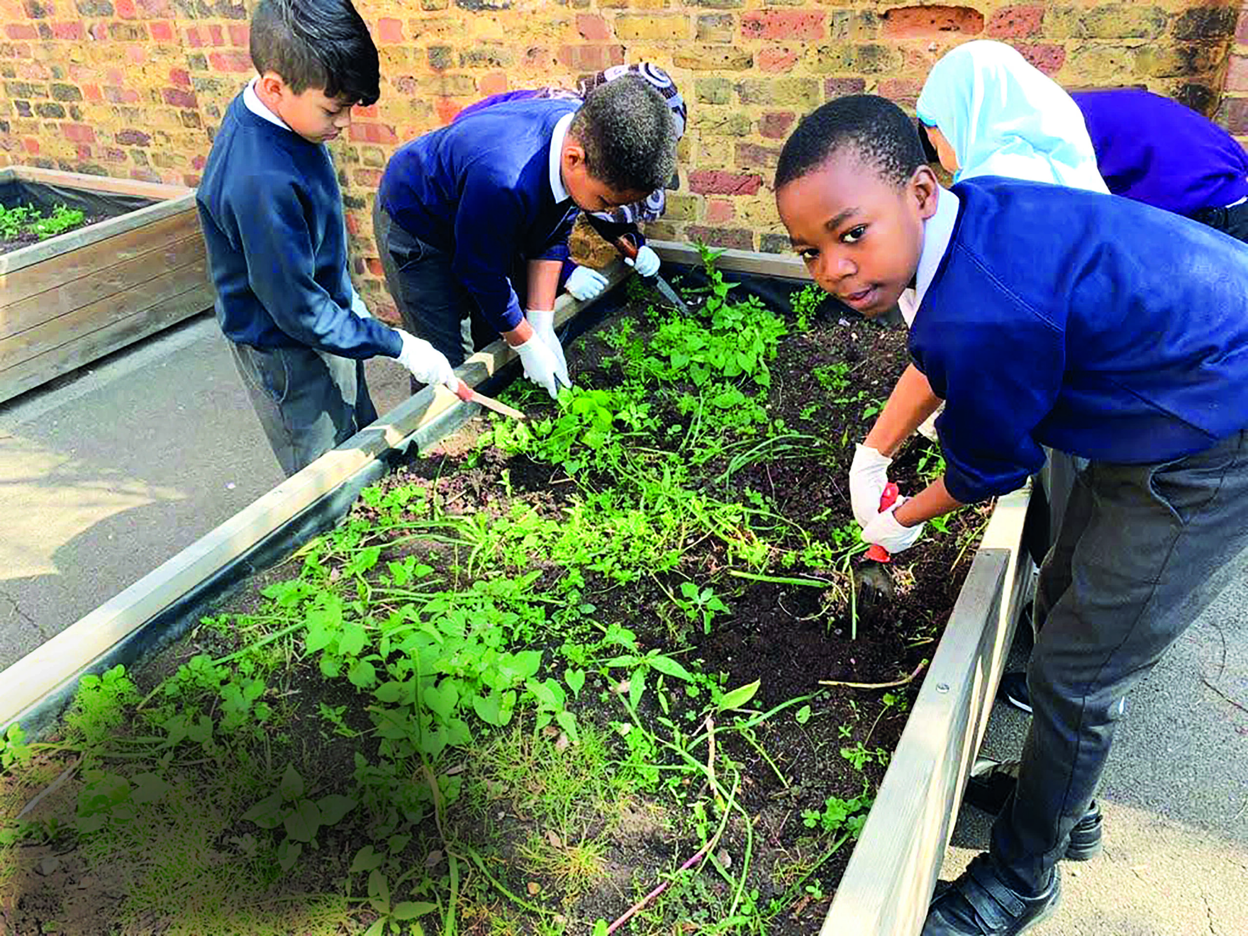 Into the wild: The educational harvest of school gardens - Stir it up ...