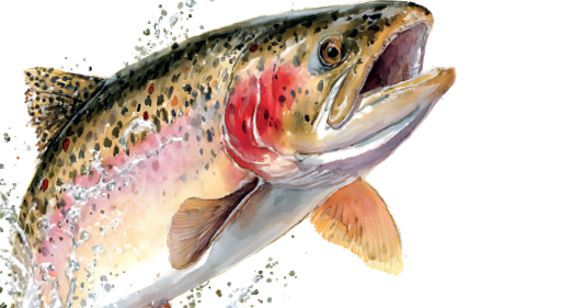 In Season: Chalk Stream Trout